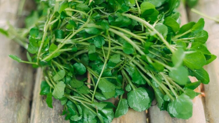 How to Plant, Grow, and Care for Watercress