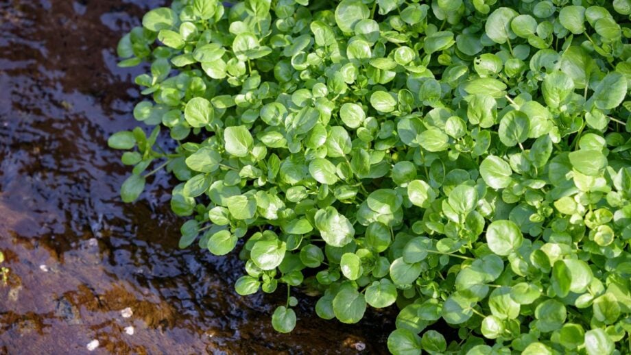 How to Plant, Grow, and Care for Watercress