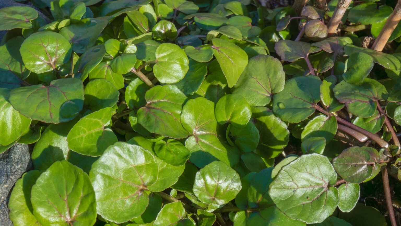 How to Plant, Grow, and Care for Watercress