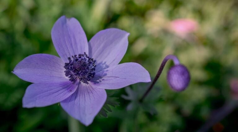 97 Purple Flowers With Names and Pictures