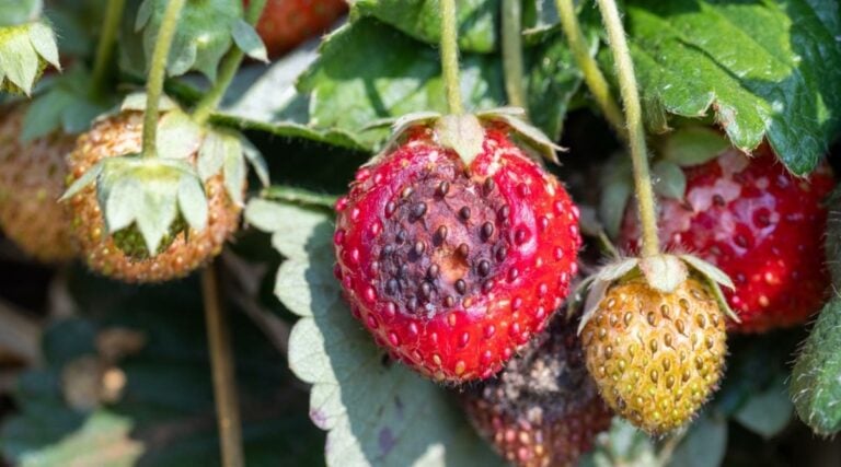 11 Strawberry Diseases: How to Identify, Prevent, and Treat Them