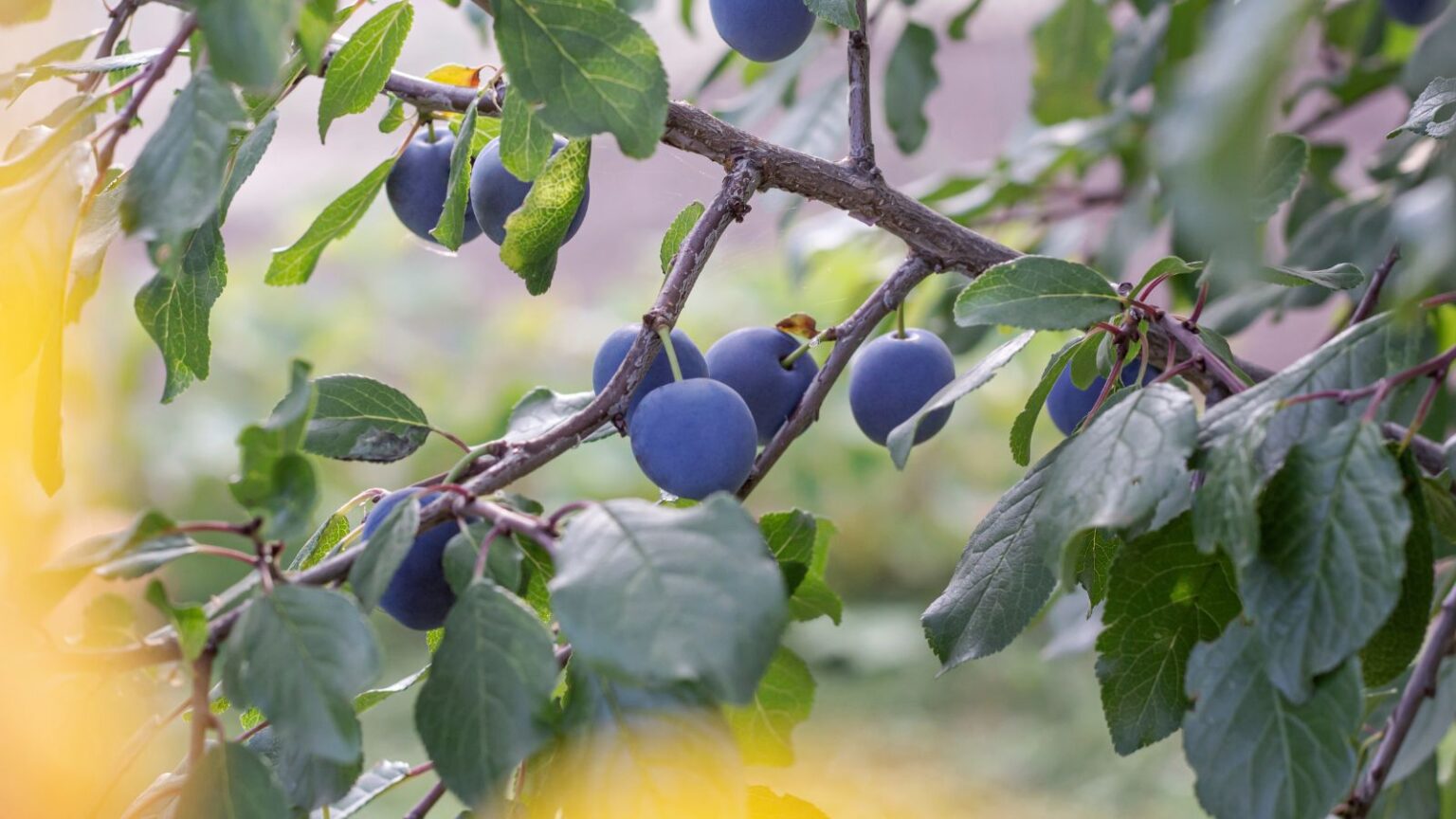 Plum Tree Varieties: 23 Different Types of Plum Trees