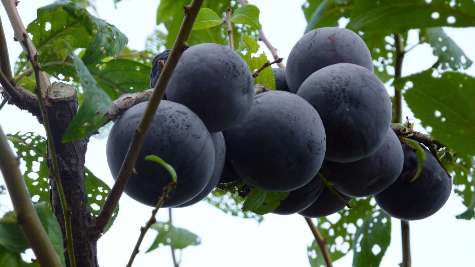 Plum Tree Varieties: 23 Different Types of Plum Trees