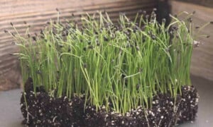 How To Grow Chive Microgreens Fast And Easy - Epic Gardening
