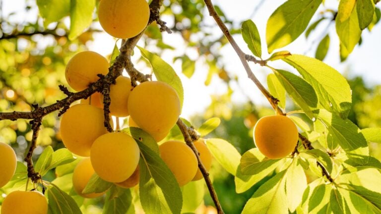 Plum Tree Varieties: 23 Different Types of Plum Trees