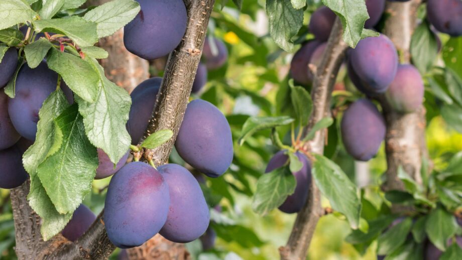 Plum Tree Varieties: 23 Different Types of Plum Trees