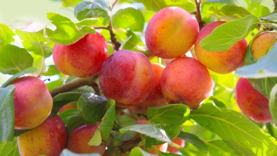 Plum Tree Varieties: 23 Different Types of Plum Trees