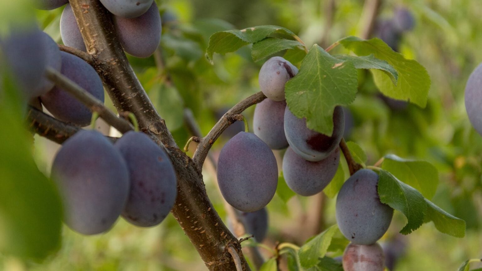 Plum Tree Varieties: 23 Different Types of Plum Trees