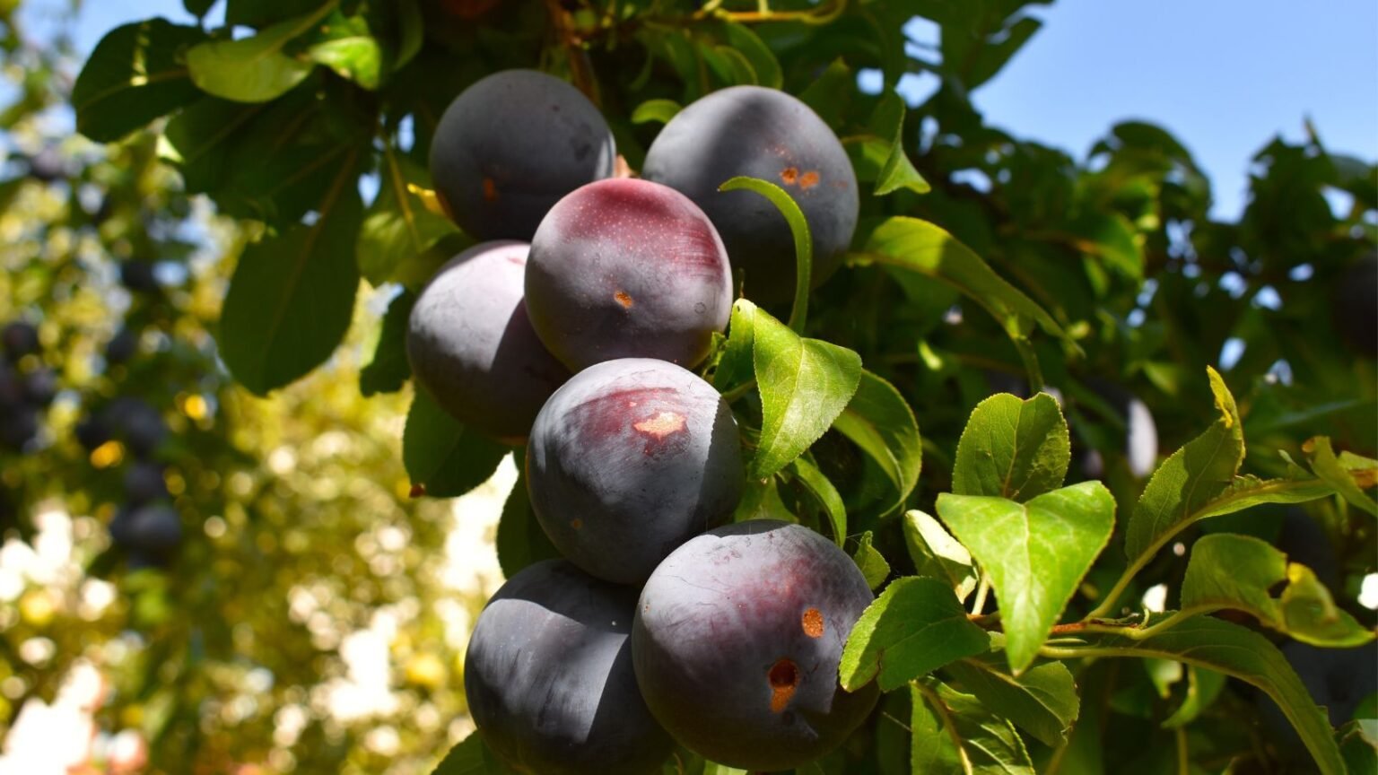 Plum Tree Varieties: 23 Different Types of Plum Trees