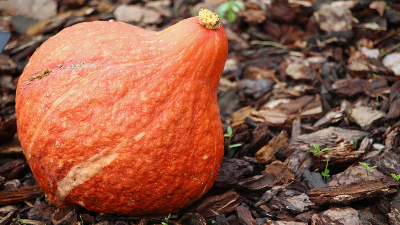 Pumpkin Varieties: 91 Different Types of Pumpkin