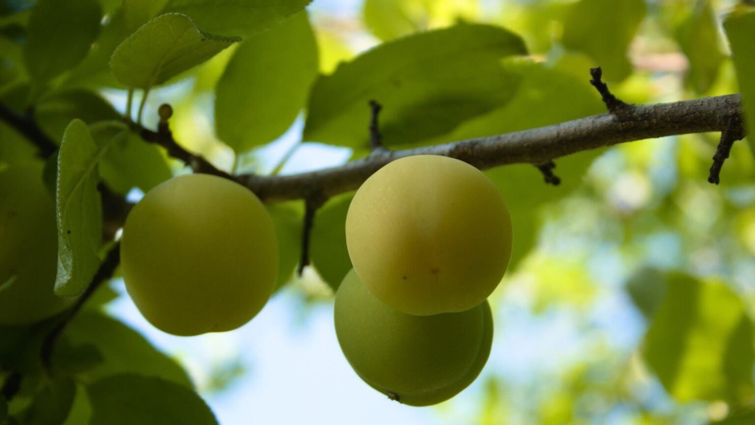 Plum Tree Varieties: 23 Different Types of Plum Trees