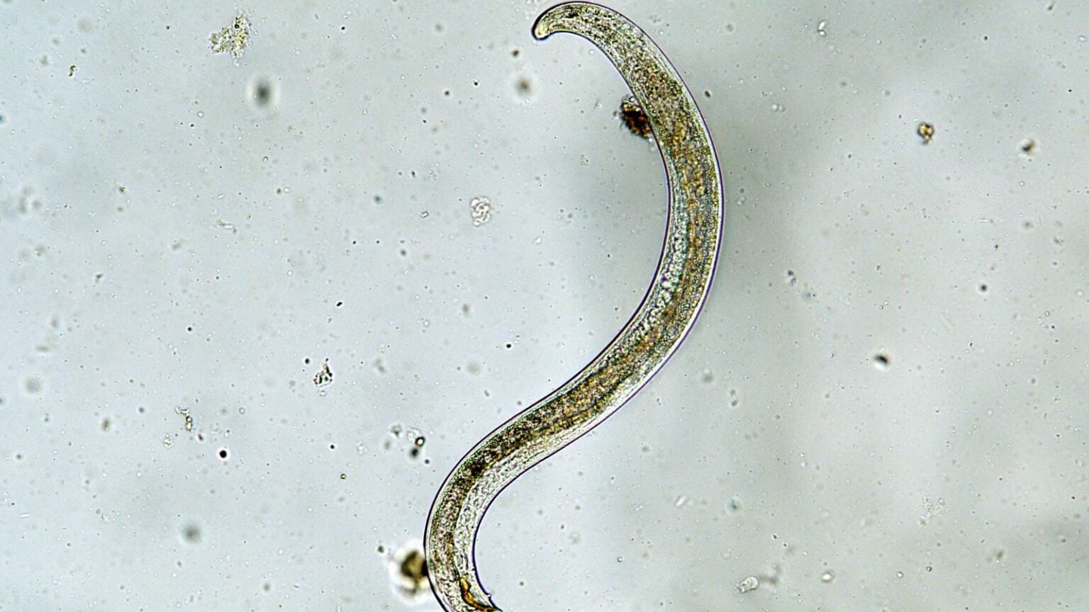Using Beneficial Nematodes as Pest Control