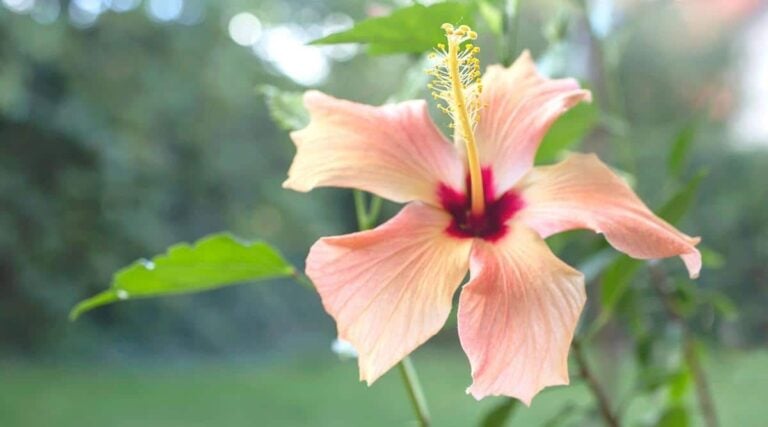 21 Flowers That Will Bloom All Year in Florida