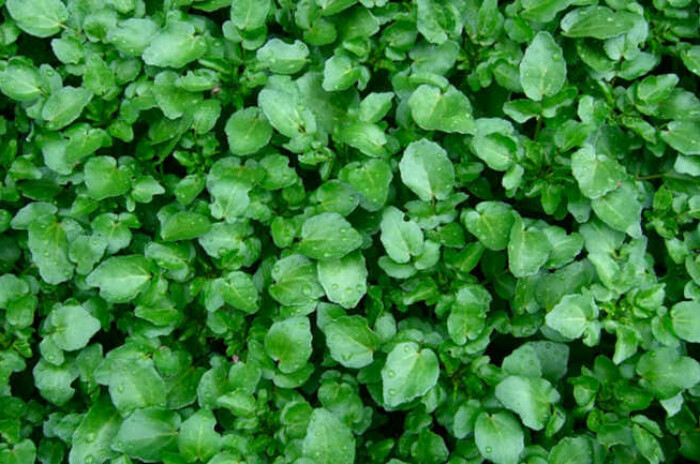 How to Grow Cress Microgreens in 5 Easy Steps