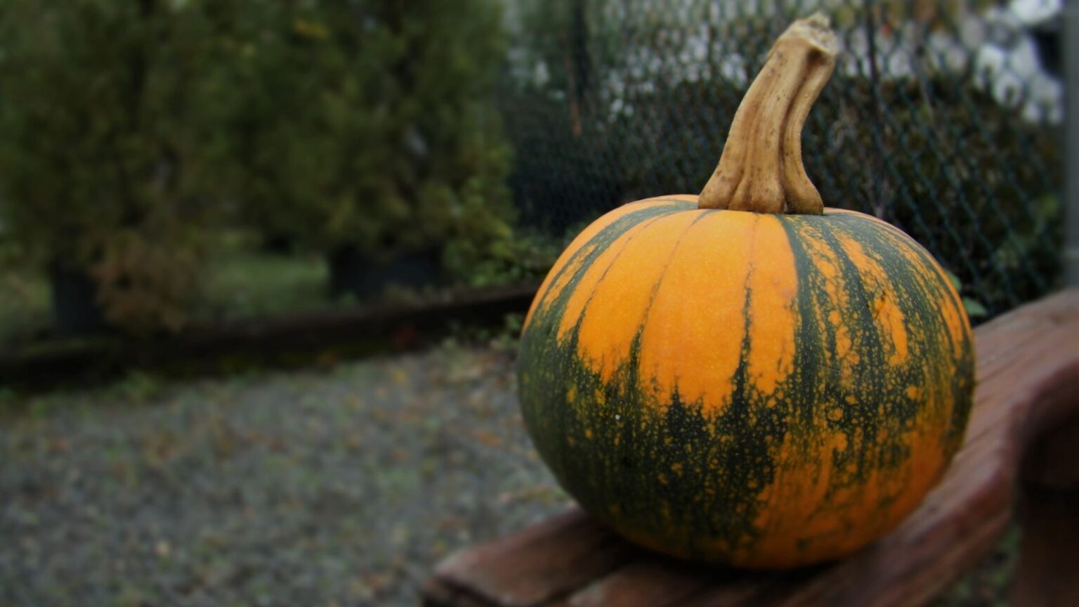 Pumpkin Varieties: 91 Different Types of Pumpkin