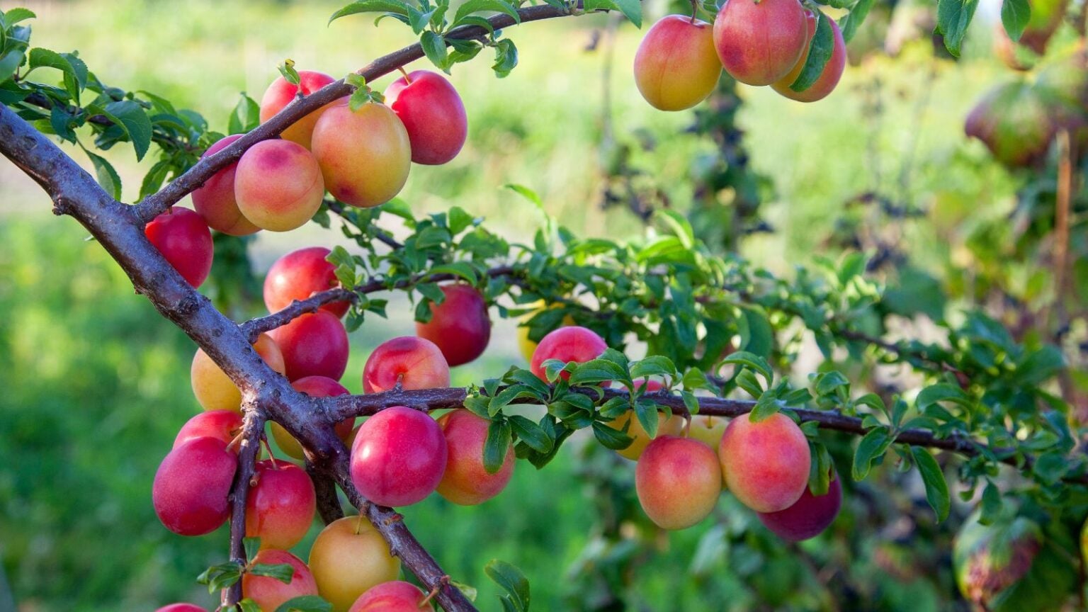 Plum Tree Varieties: 23 Different Types of Plum Trees