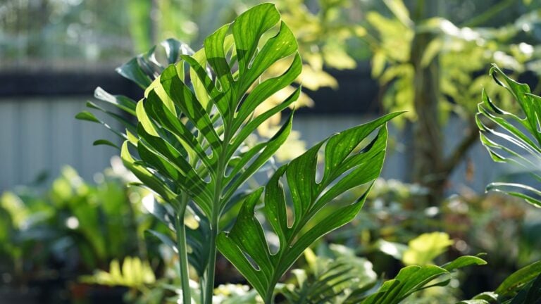 Monstera Varieties: 15 Different Types of Monstera