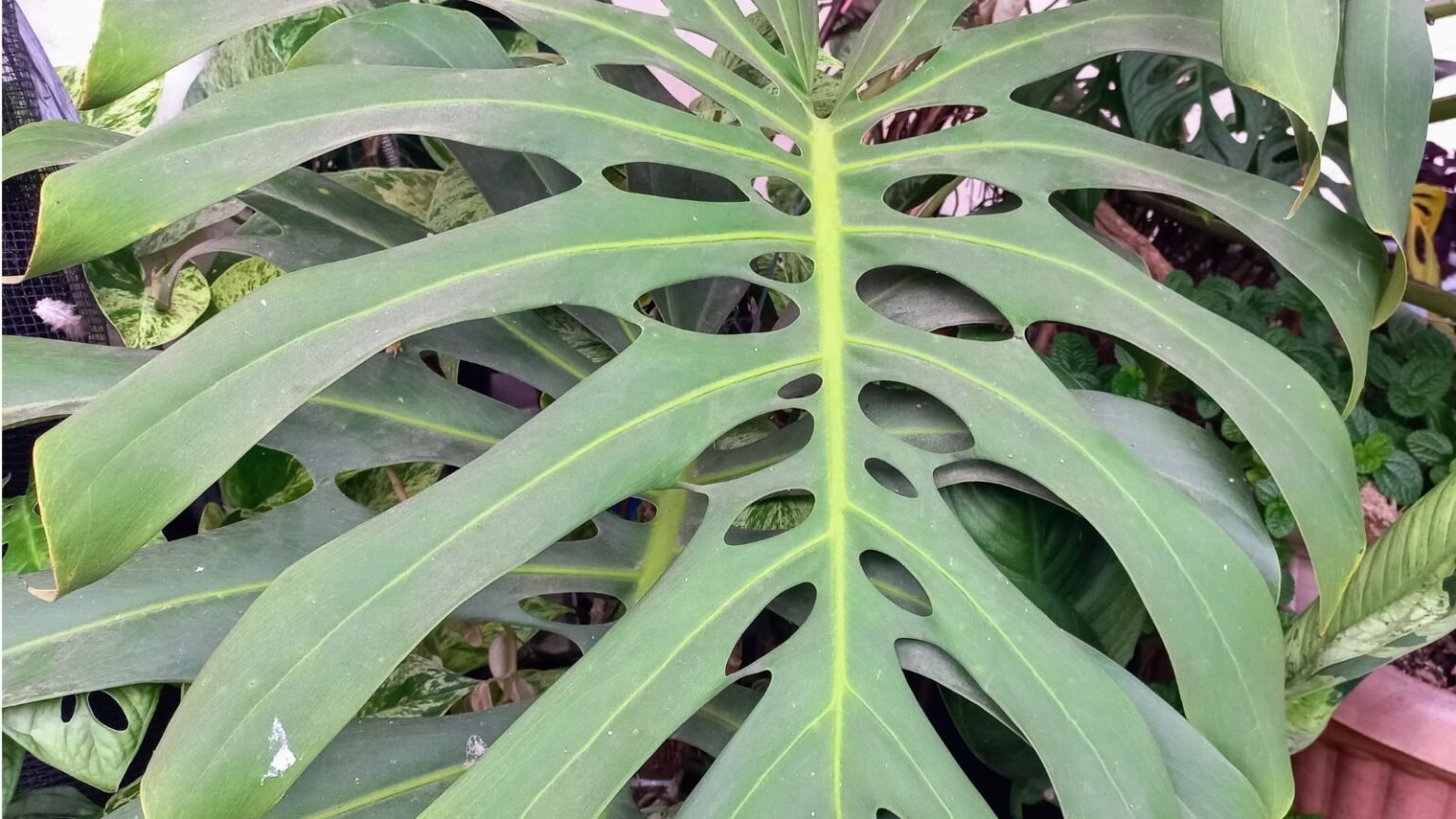 Monstera Varieties: 15 Different Types of Monstera