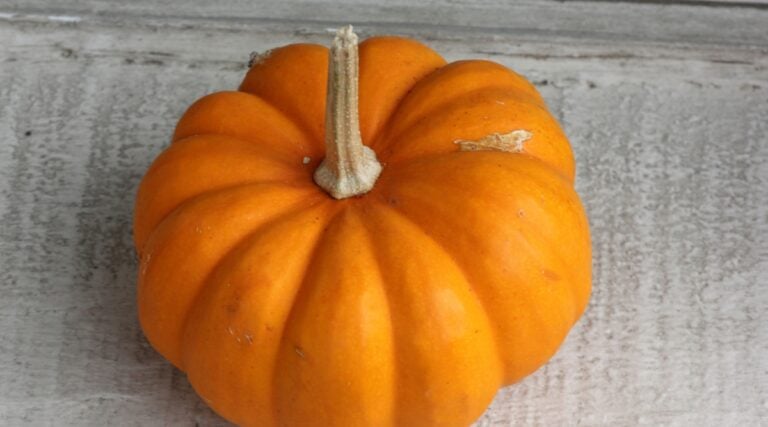 Pumpkin Varieties: 91 Different Types of Pumpkin