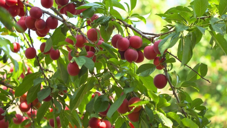 Plum Tree Varieties: 23 Different Types of Plum Trees