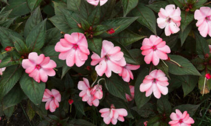 New Guinea Impatiens Care Tips To Use - Epic Gardening