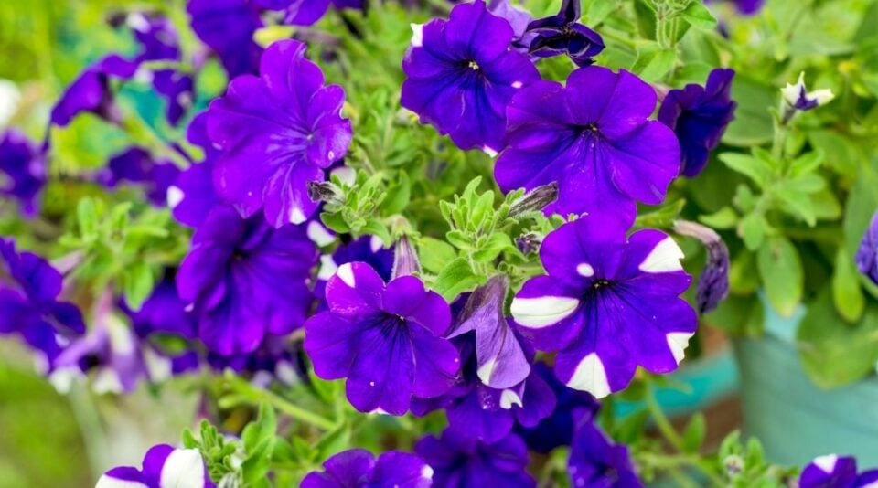 101 Purple Flowers With Names and Pictures