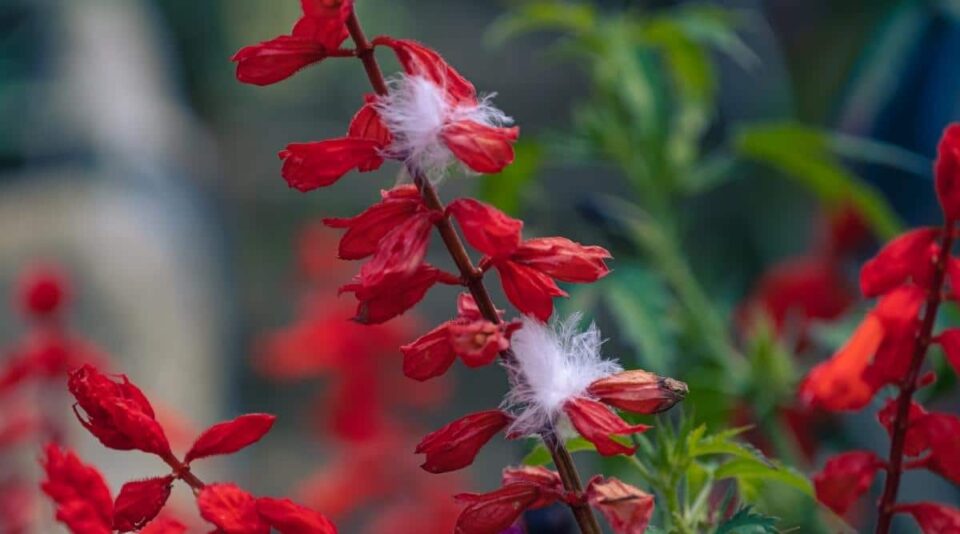 83 Annual Flowers: A Big List With Names and Pictures