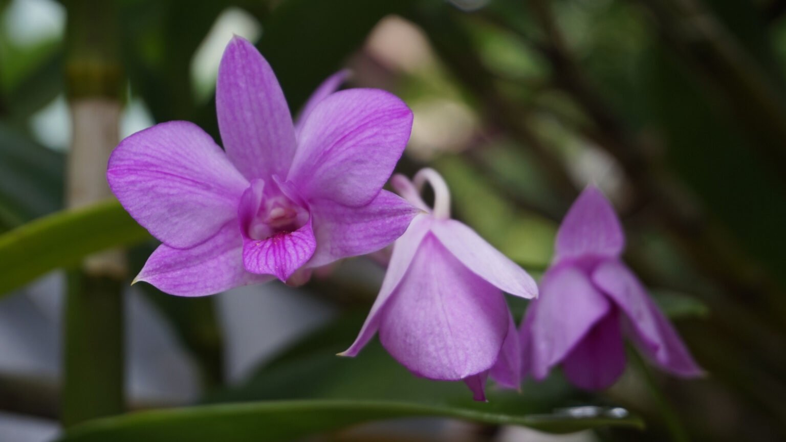 97 Purple Flowers With Names and Pictures