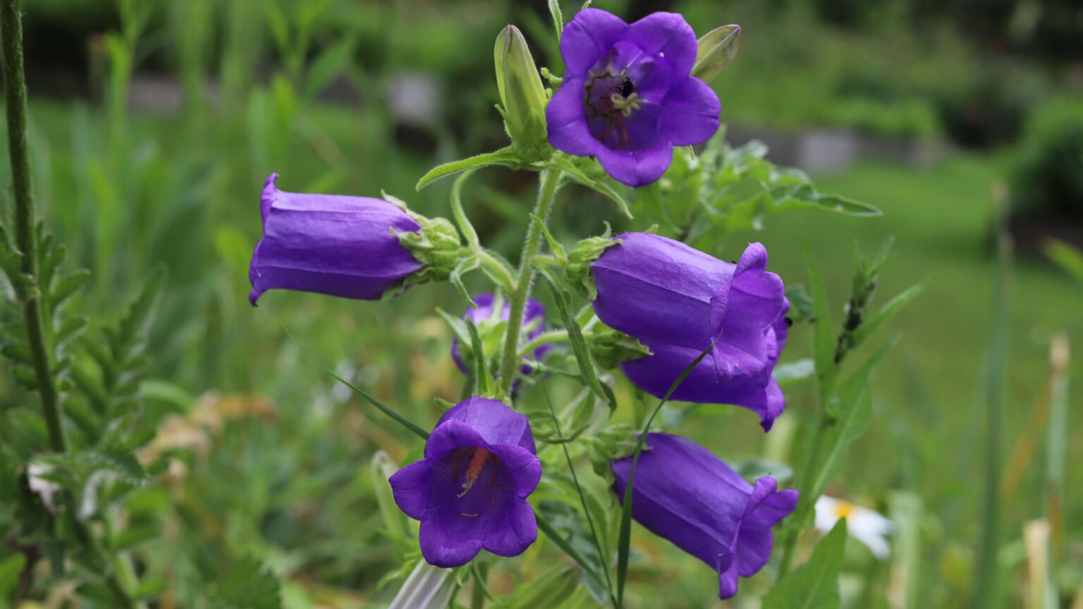 97 Purple Flowers With Names and Pictures