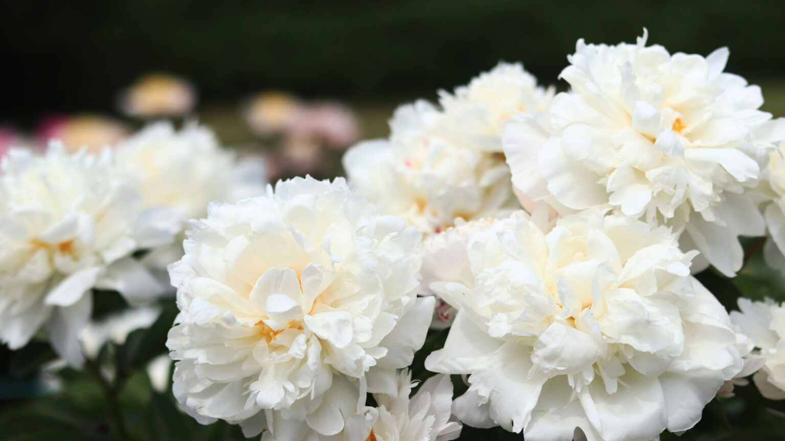 Peony Varieties: 40 Different Types of Peony Cultivars