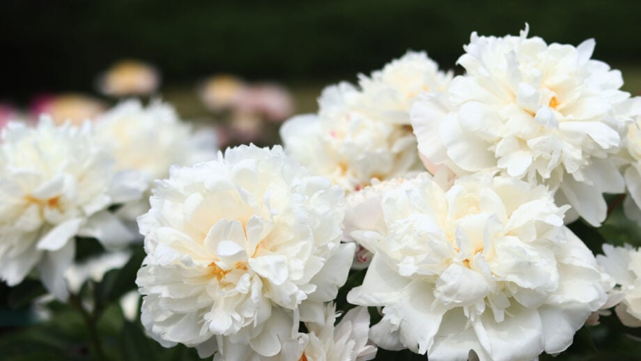Peony Varieties: 40 Different Types of Peony Cultivars