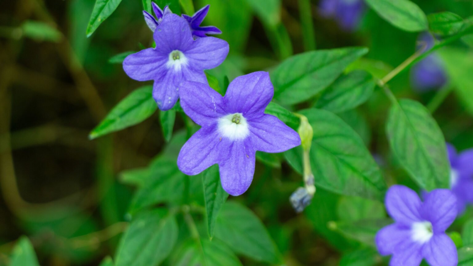 97 Purple Flowers With Names and Pictures