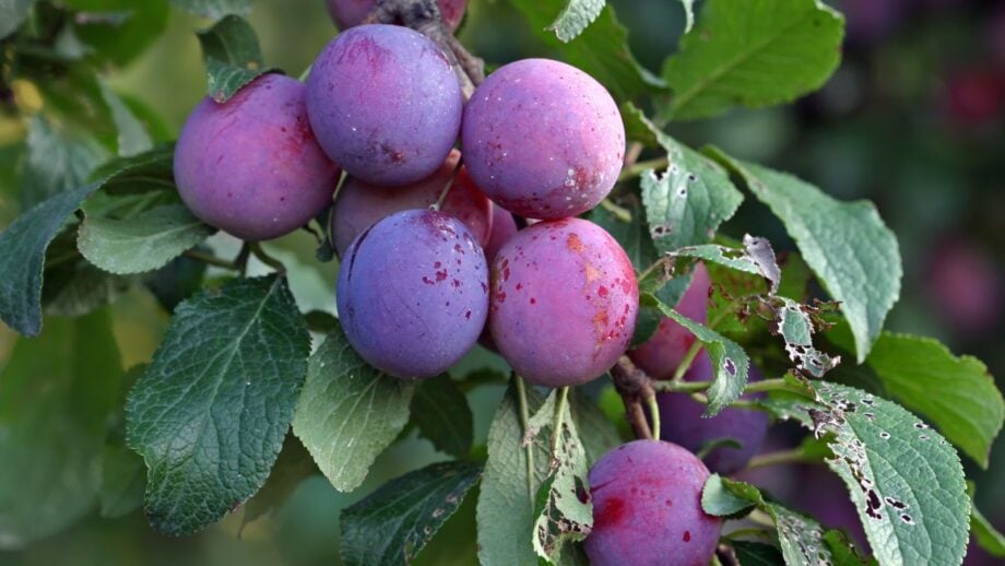 Plum Tree Varieties: 23 Different Types of Plum Trees