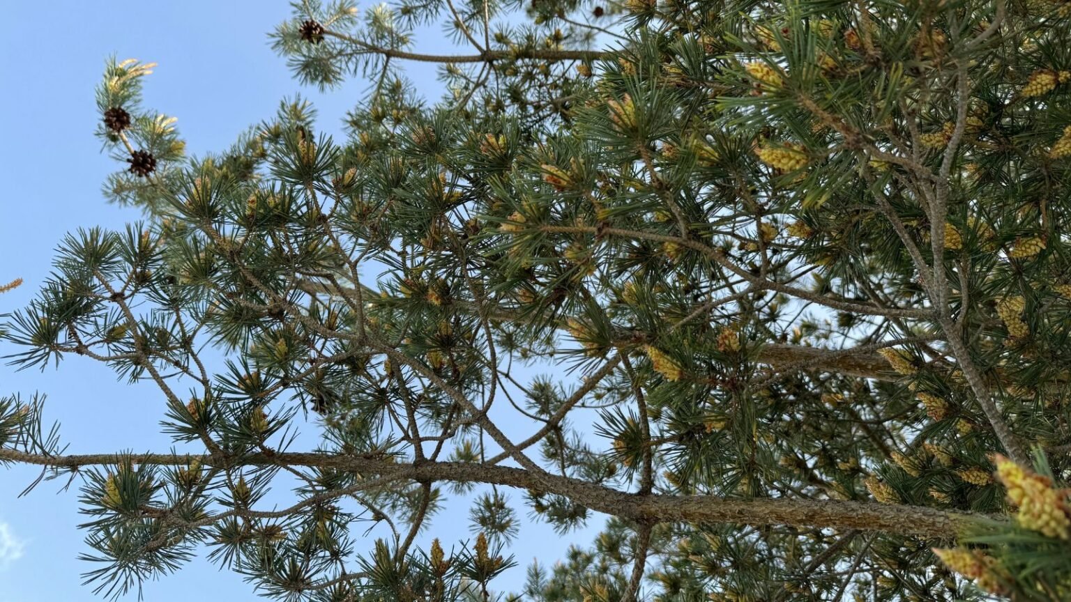 How to Plant, Grow, and Care for the Pinon Tree