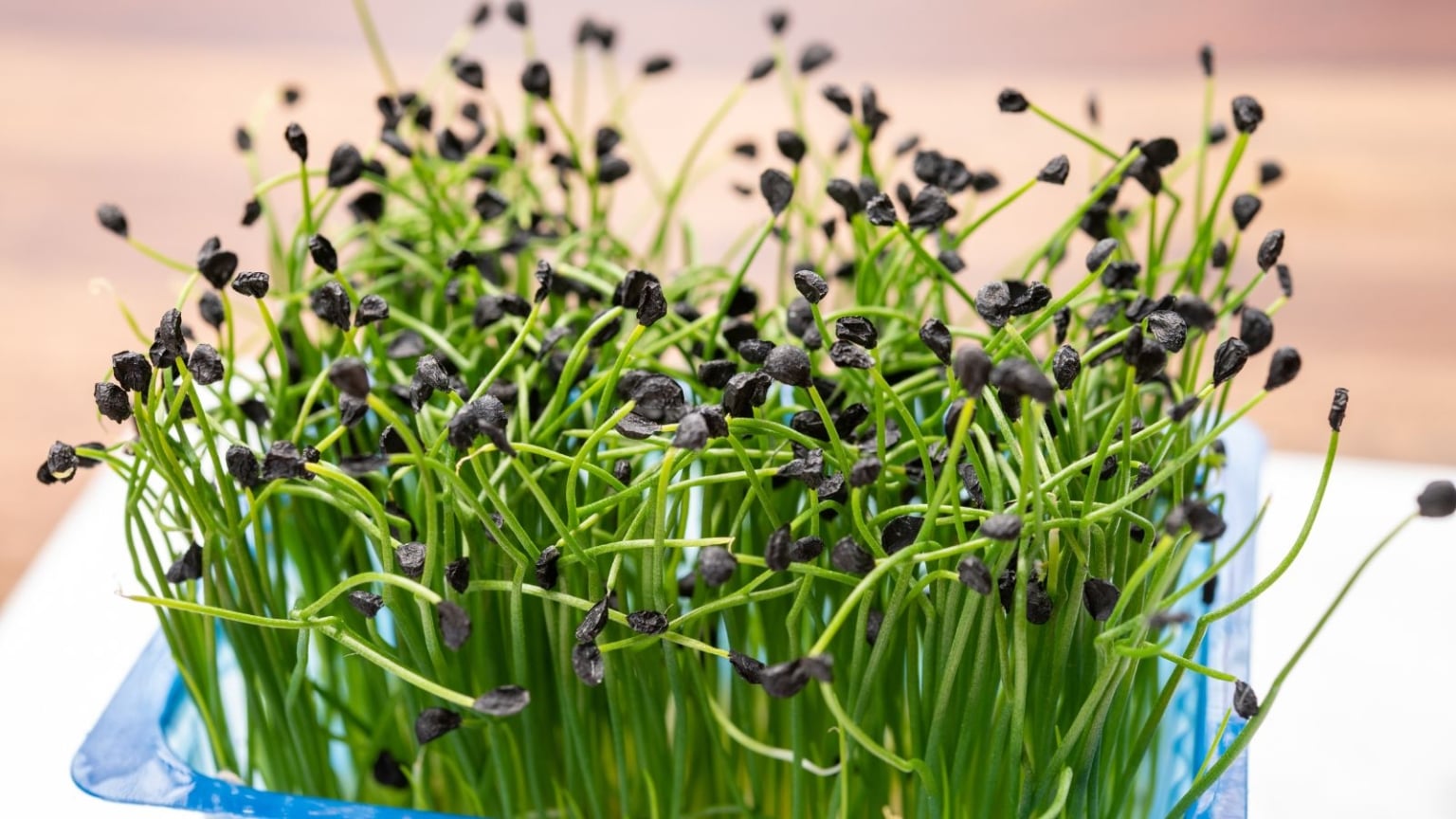 How To Grow Chive Microgreens in 5 Easy Steps