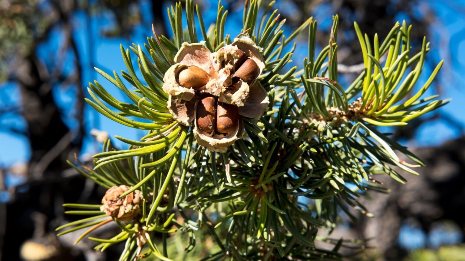 How to Plant, Grow, and Care for the Pinon Tree