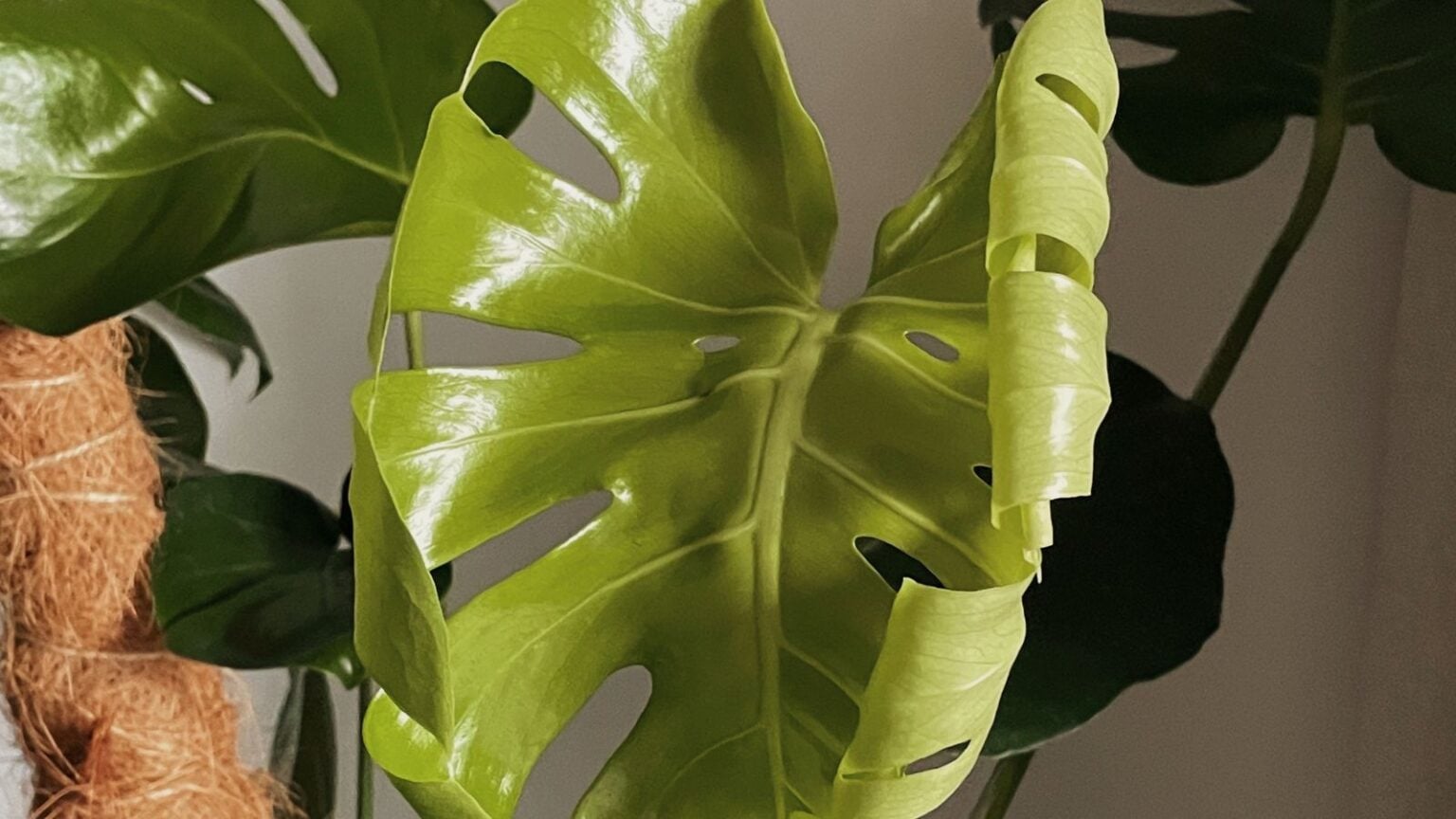 17 Common Monstera Problems and How to Solve Them
