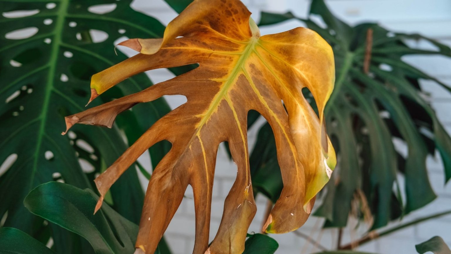 17 Common Monstera Problems and How to Solve Them