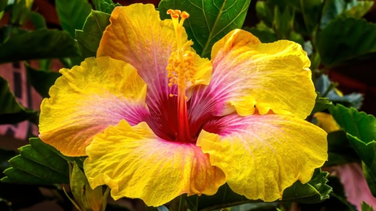 41 Hibiscus Varieties For Your Garden
