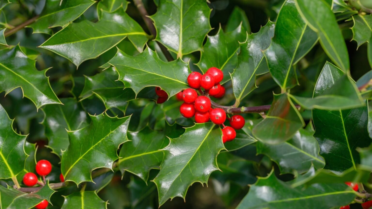 How to Plant, Grow, and Care for the Holly Tree