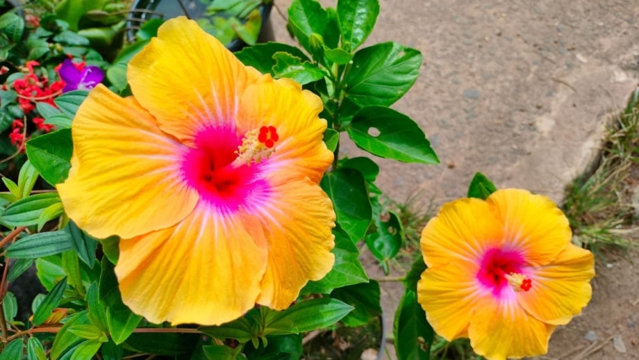 Indoor Hibiscus Care: 7 Tips for Healthy Plants in the Off-Season