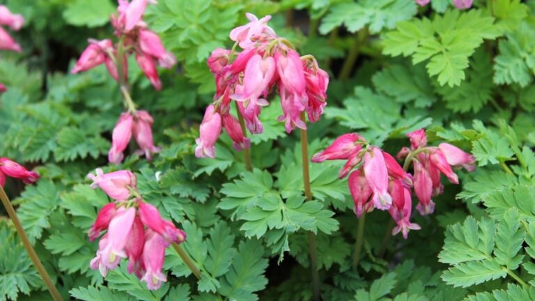 19 Shade Perennials For Zone 7 Shade Gardens