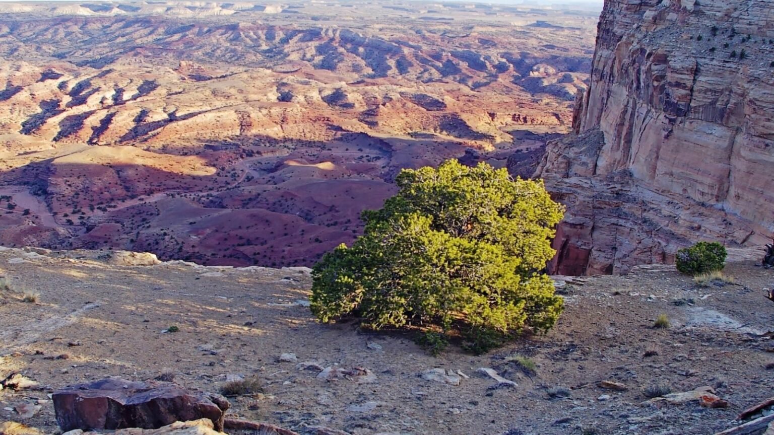 How to Plant, Grow, and Care for the Pinon Tree