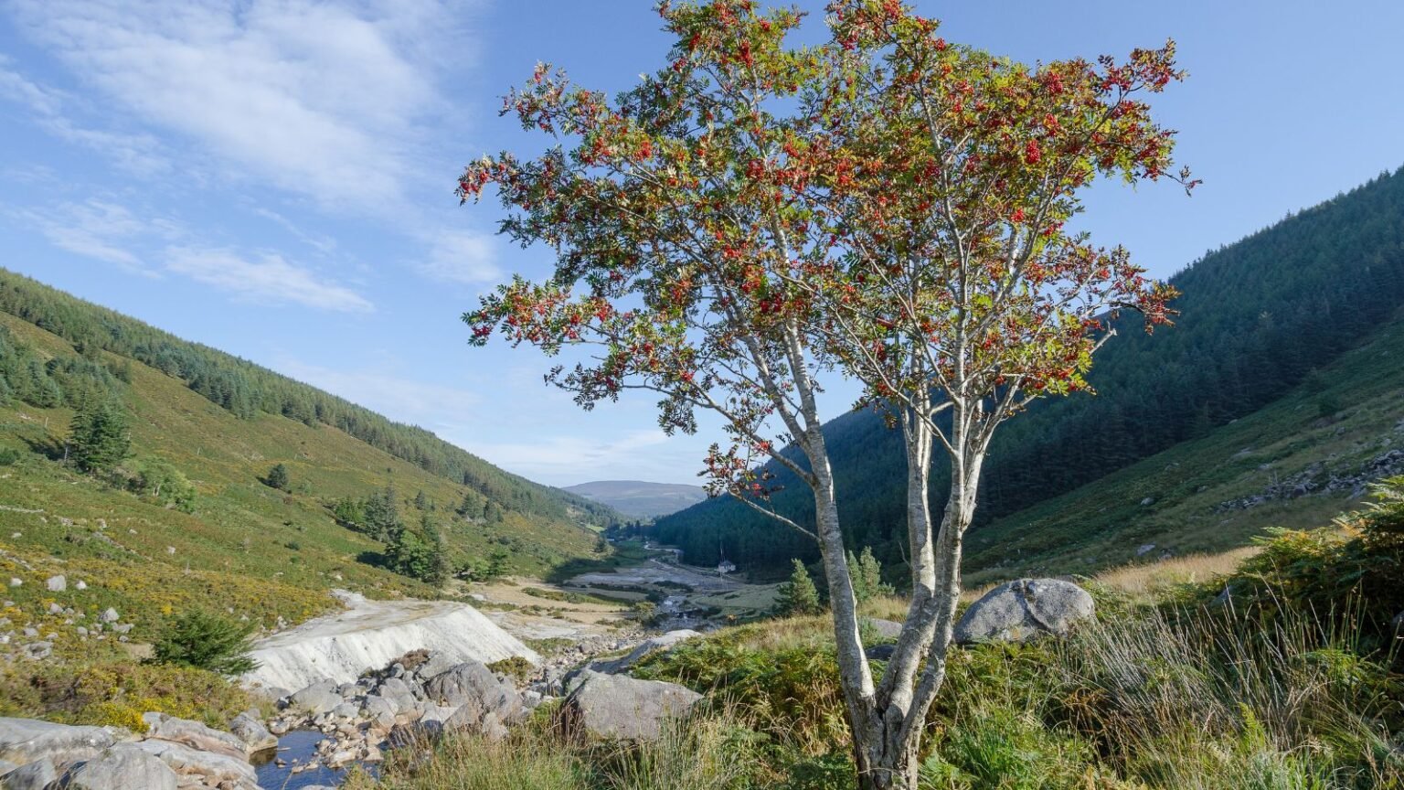 How to Plant, Grow, and Care for the Holly Tree