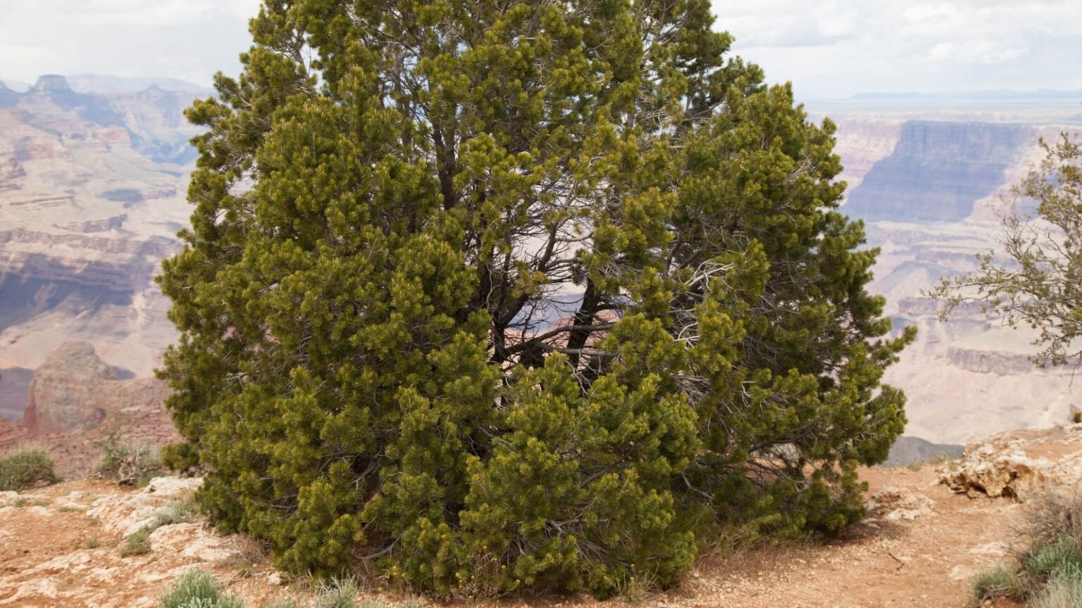 How to Plant, Grow, and Care for the Pinon Tree