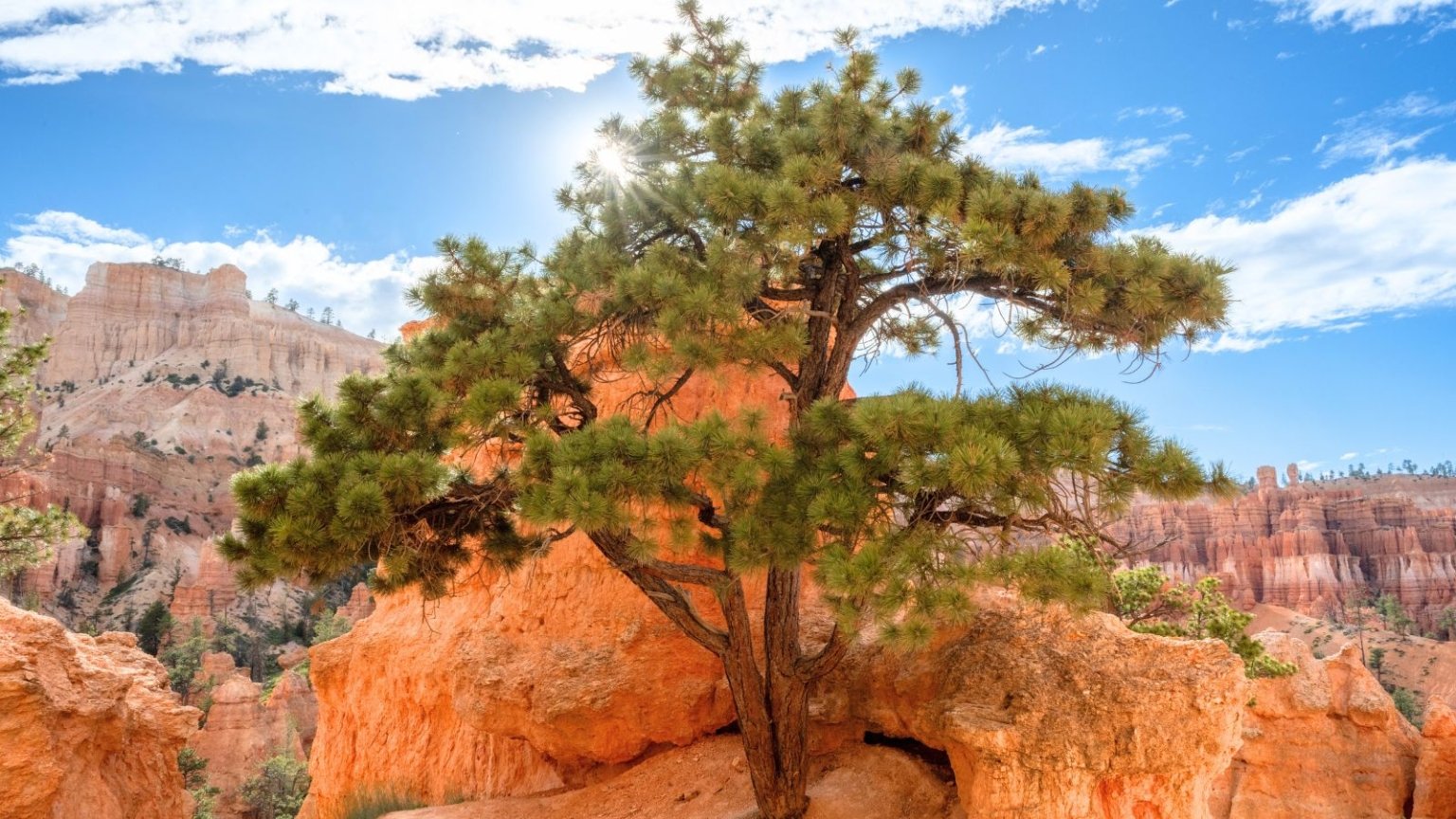 How to Plant, Grow, and Care for the Pinon Tree