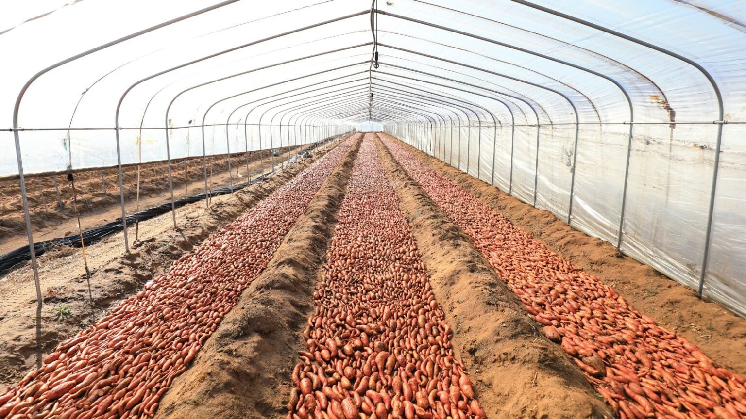 How to Cure Sweet Potatoes for Long-Term Storage