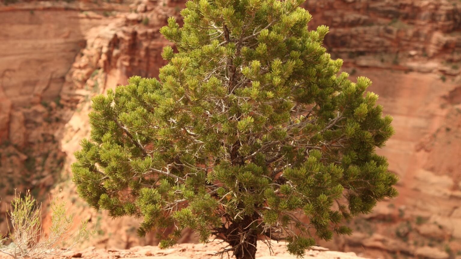 How to Plant, Grow, and Care for the Pinon Tree