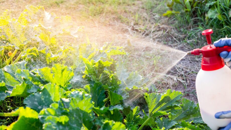 Horticultural Oil: How Dormant Oil Works