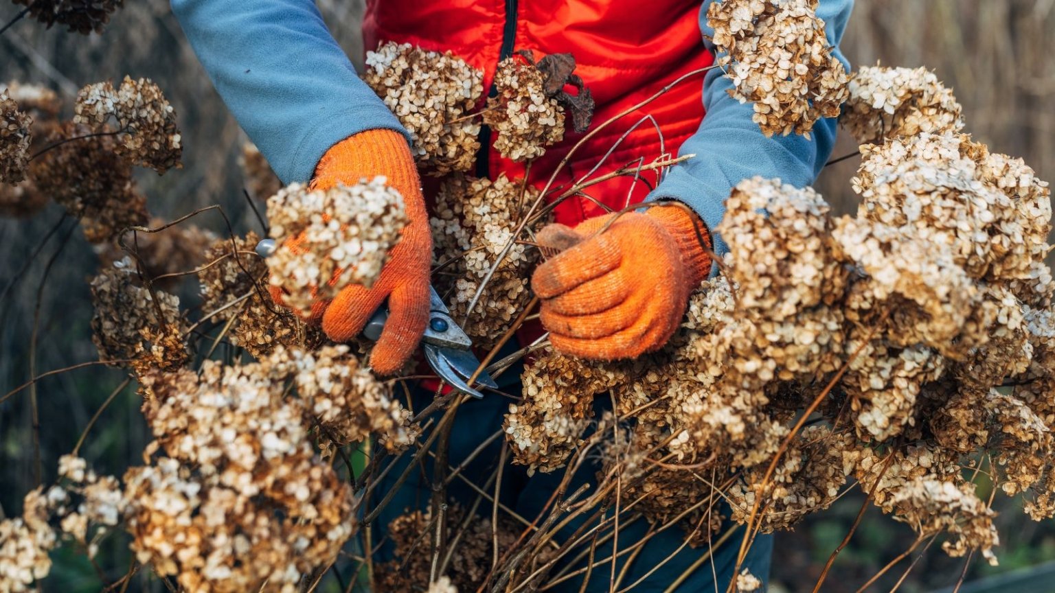 12 Hydrangea Diseases: How to Identify, Treat, and Prevent Them